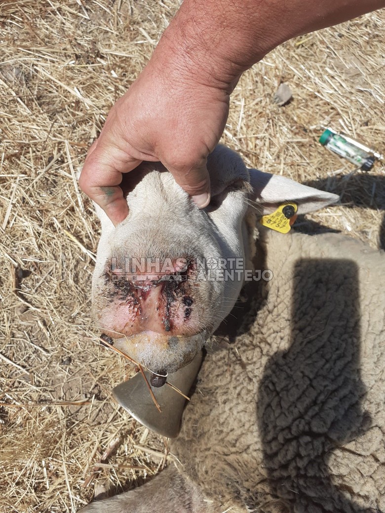 Chega alerta para "graves prejuízos" causados pela língua azul no ...