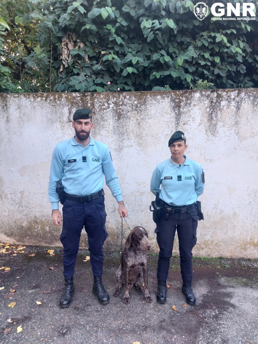 Borba: GNR recupera cão furtado - Linhas de Elvas/Norte Alentejo